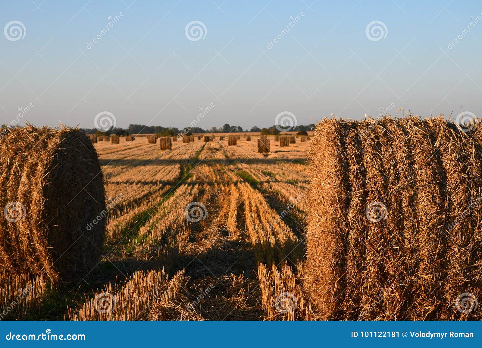 Field with big haystacks stock image. Image of corn - 101122181