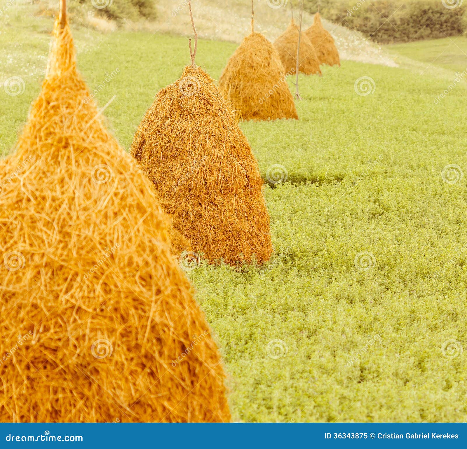 Big Haystacks on Green Grass Stock Image - Image of nature, hayfield ...