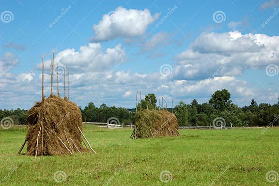 Big Haystacks on the Meadow Stock Photo - Image of blue, animal: 11927350