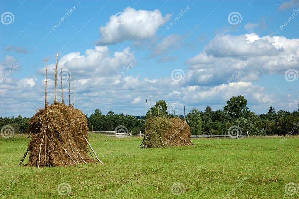 Big Haystacks on the Meadow Stock Photo - Image of blue, animal: 11927350