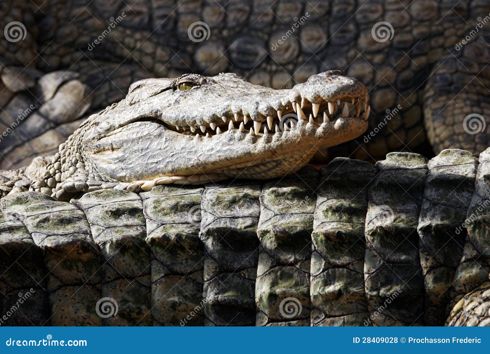 Big head stock photo. Image of croc, nile, scales, animal - 28409028