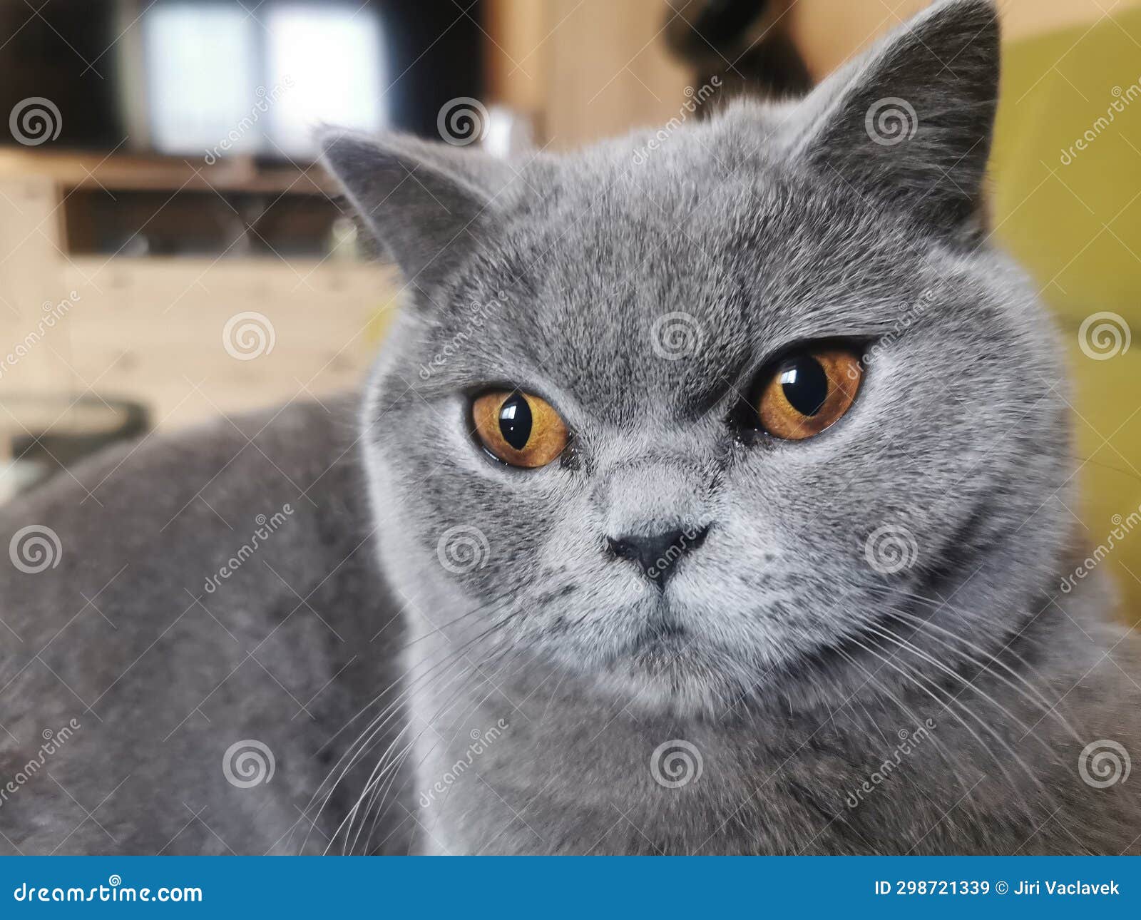 Big head of british cat stock image. Image of table - 298721339