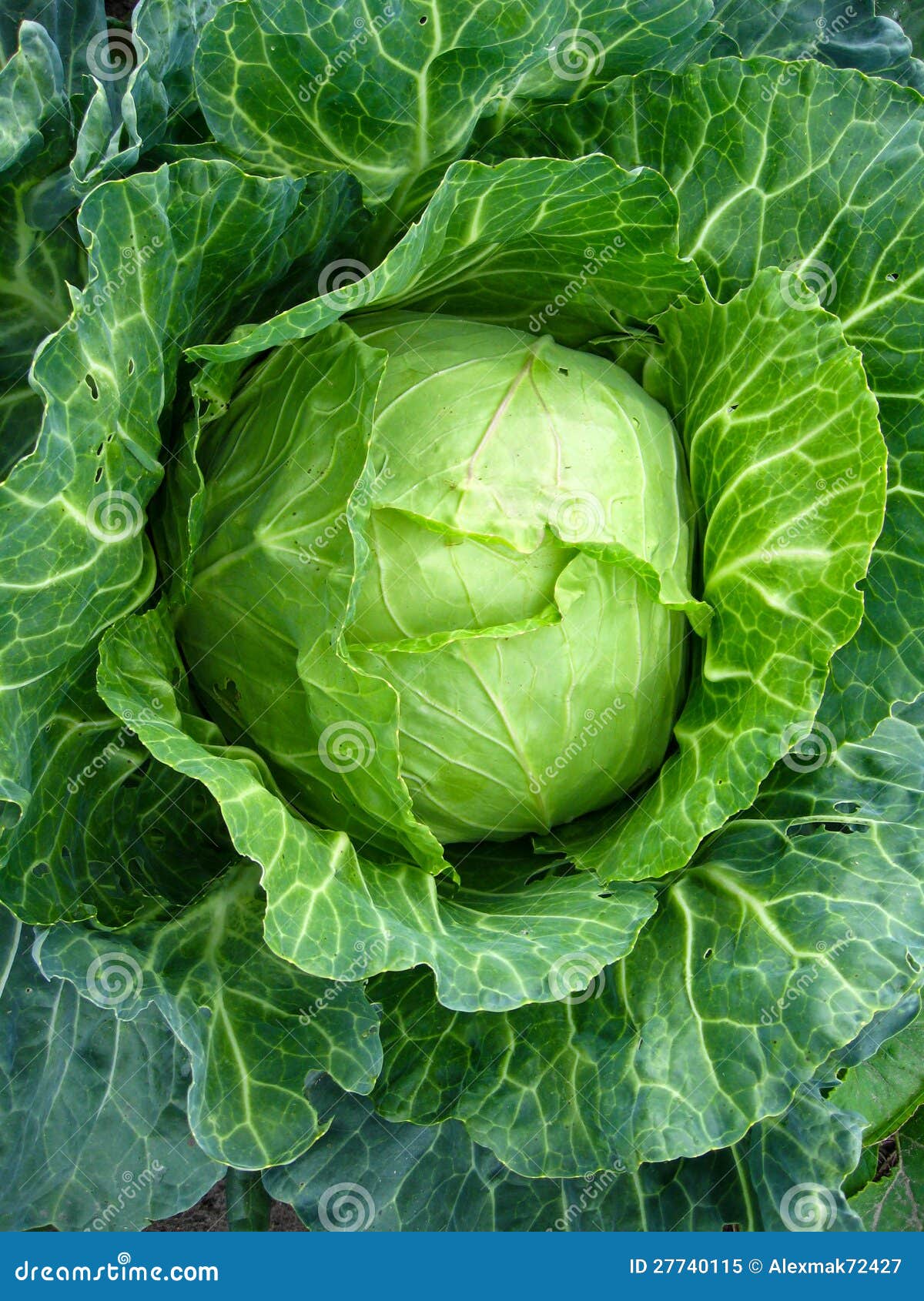 Big head of cabbage stock image. Image of garden, eating - 27740115