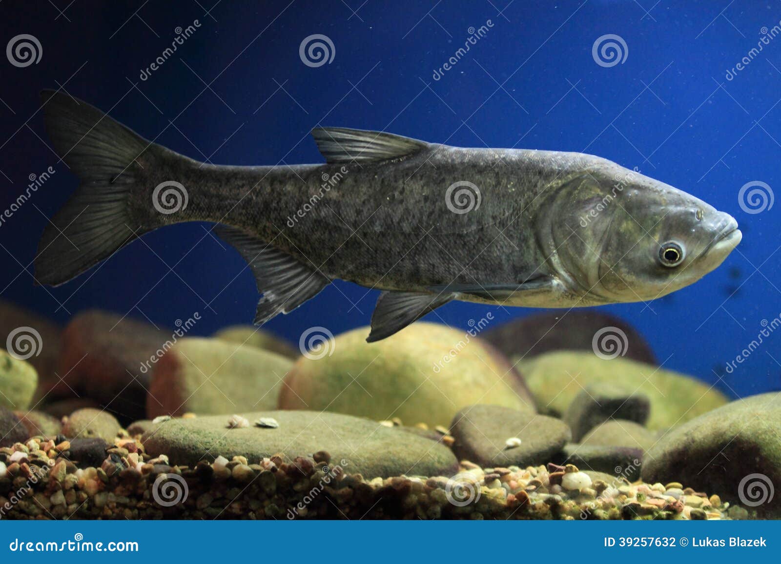 Head Of A Carp. Stock Photo | CartoonDealer.com #24368148