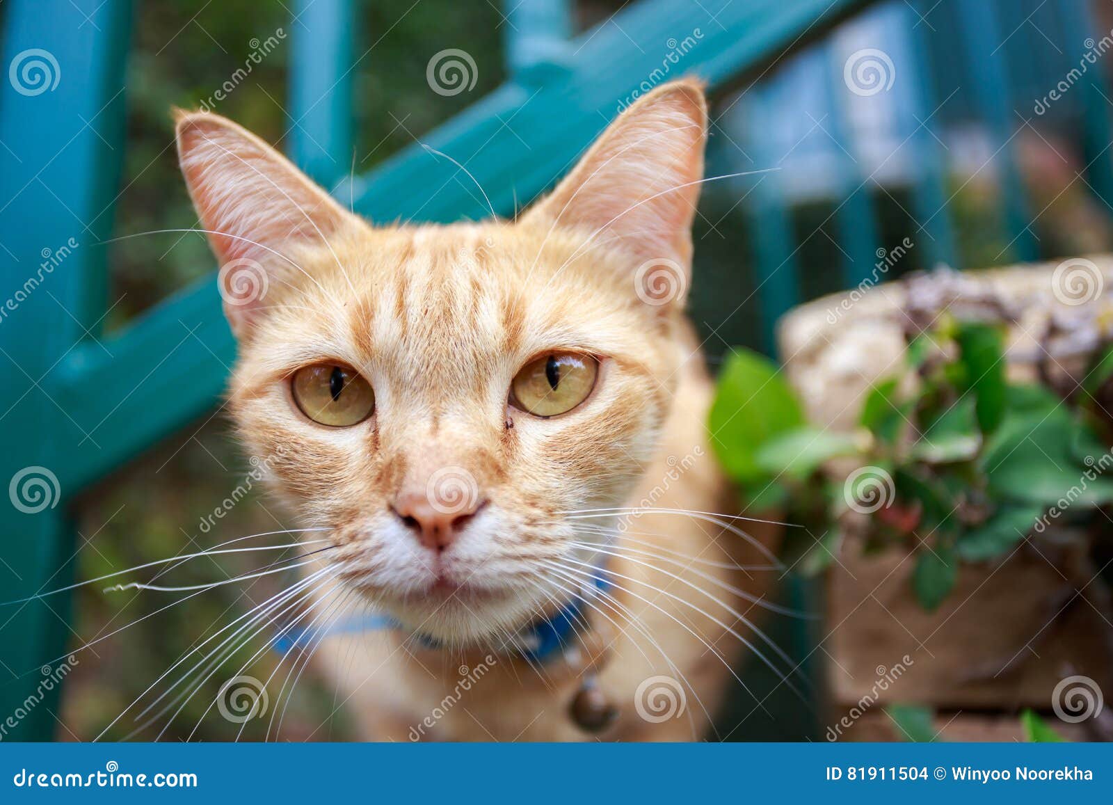 Big head of cat. stock photo. Image of likable, pedigree - 81911504