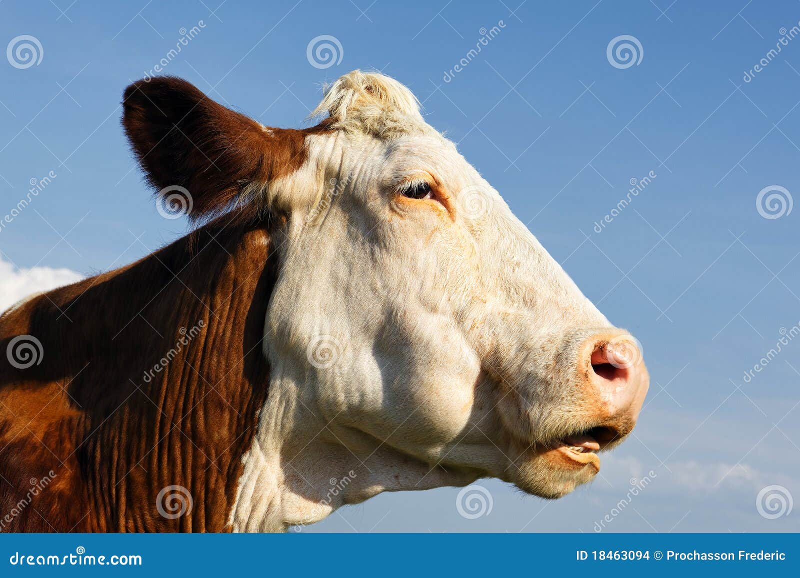 Big head of cow stock photo. Image of country, agriculture - 18463094