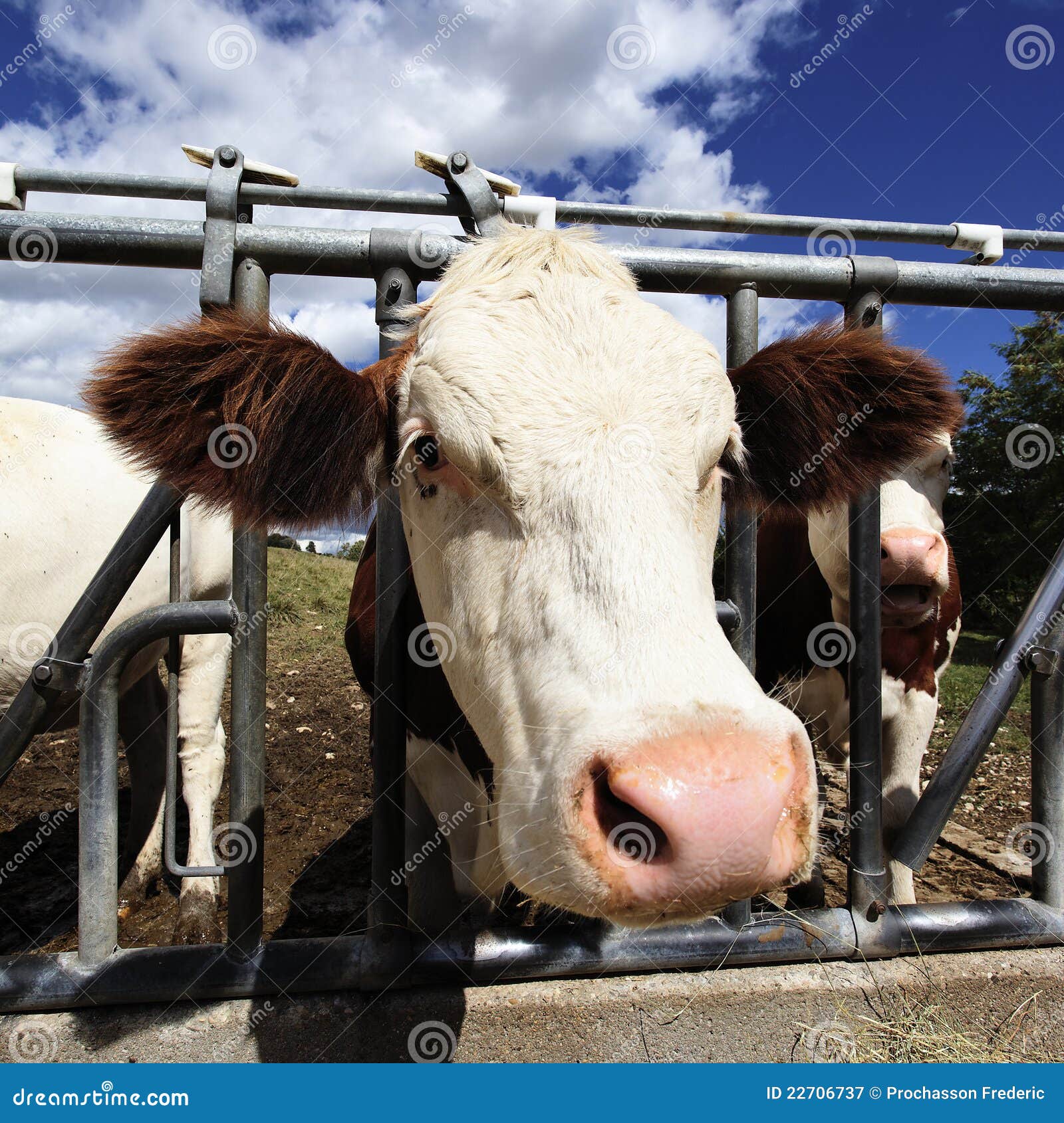 Big head of cow stock image. Image of dairy, farming - 22706737