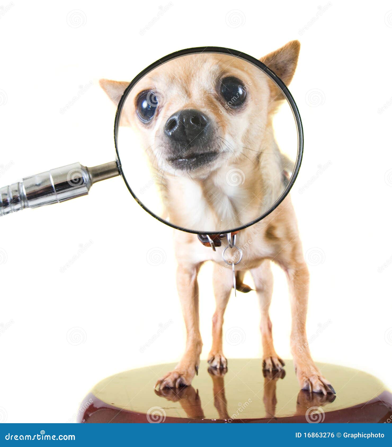 Big head dog stock photo. Image of furry, canine, collar - 16863276