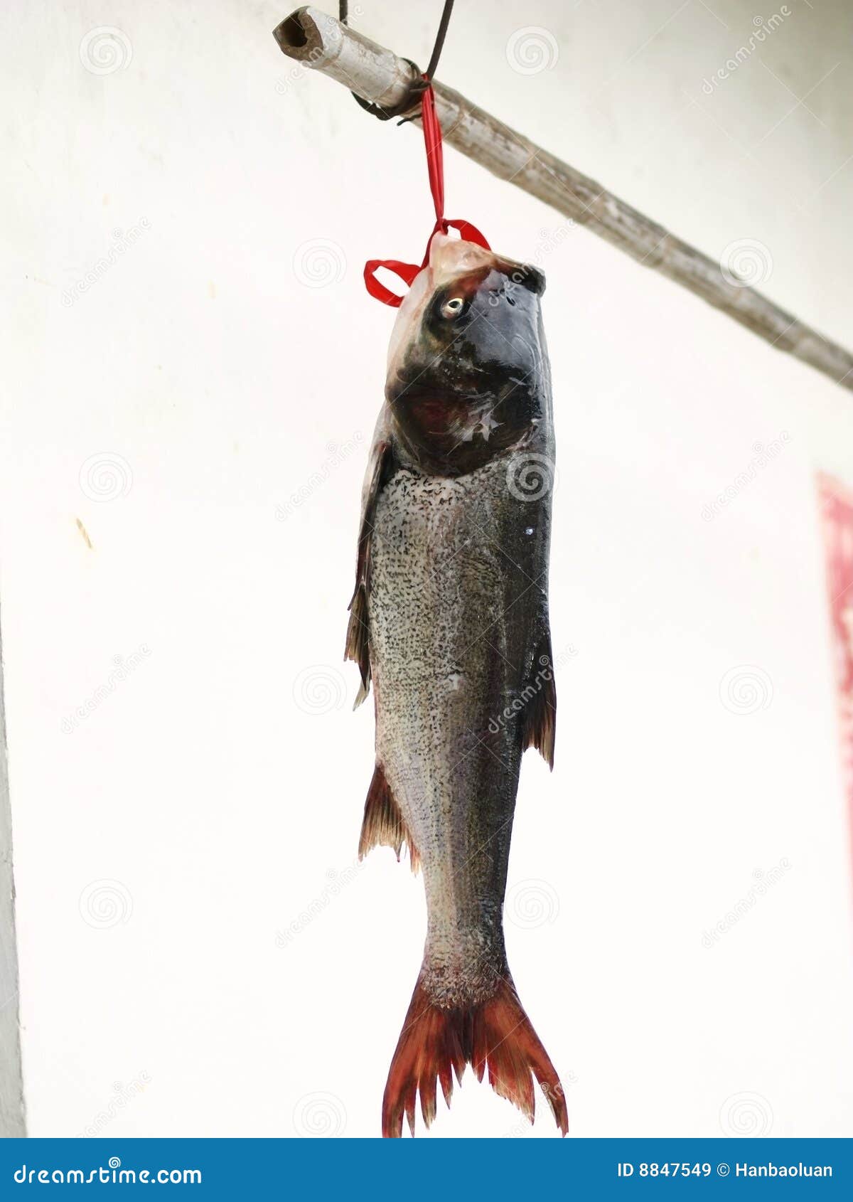 Head Big Fish Bitten By A Wild Animal On The Shore Of The Ocean Dorado ...