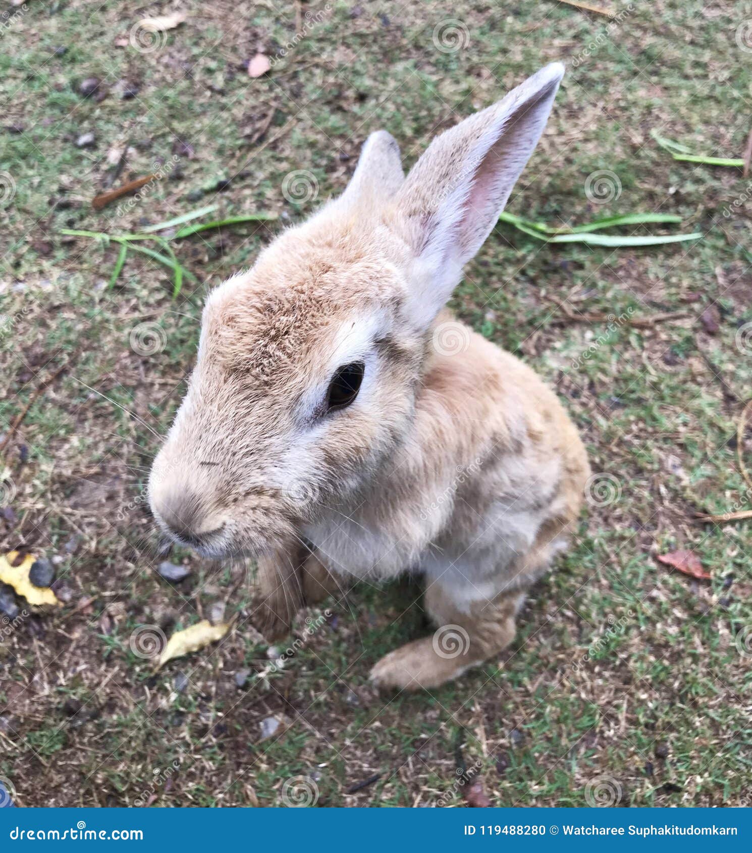 A big head rabbit. stock photo. Image of farm, funny - 119488280