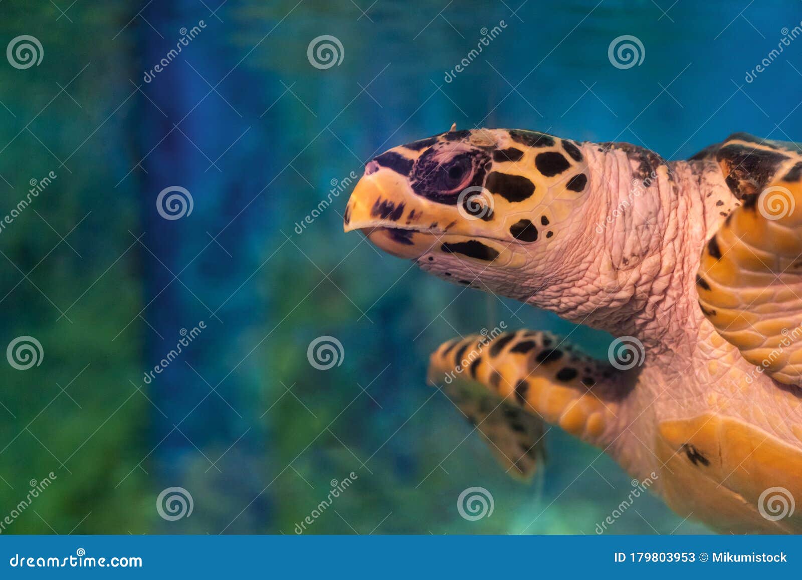 Big Head Sea Turtle Royalty-Free Stock Photo | CartoonDealer.com #179803953