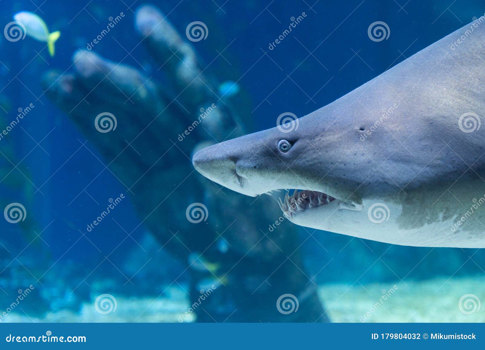Big head shark stock photo. Image of habitat, fear, aquatic - 179804032
