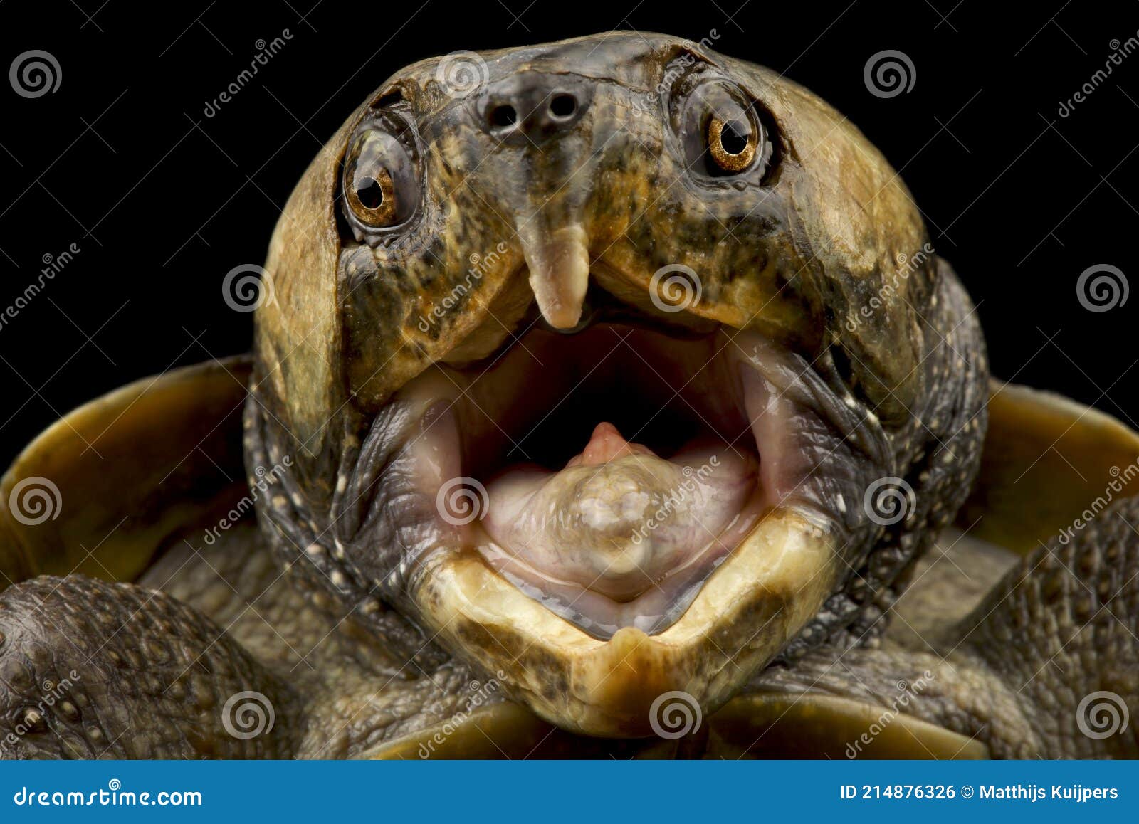 Big-headed Turtle Platysternon Megacephalum Stock Photo - Image of cold ... Big-headed Turtle Platysternon Megacephalum Stock Photo - Image of cold ...