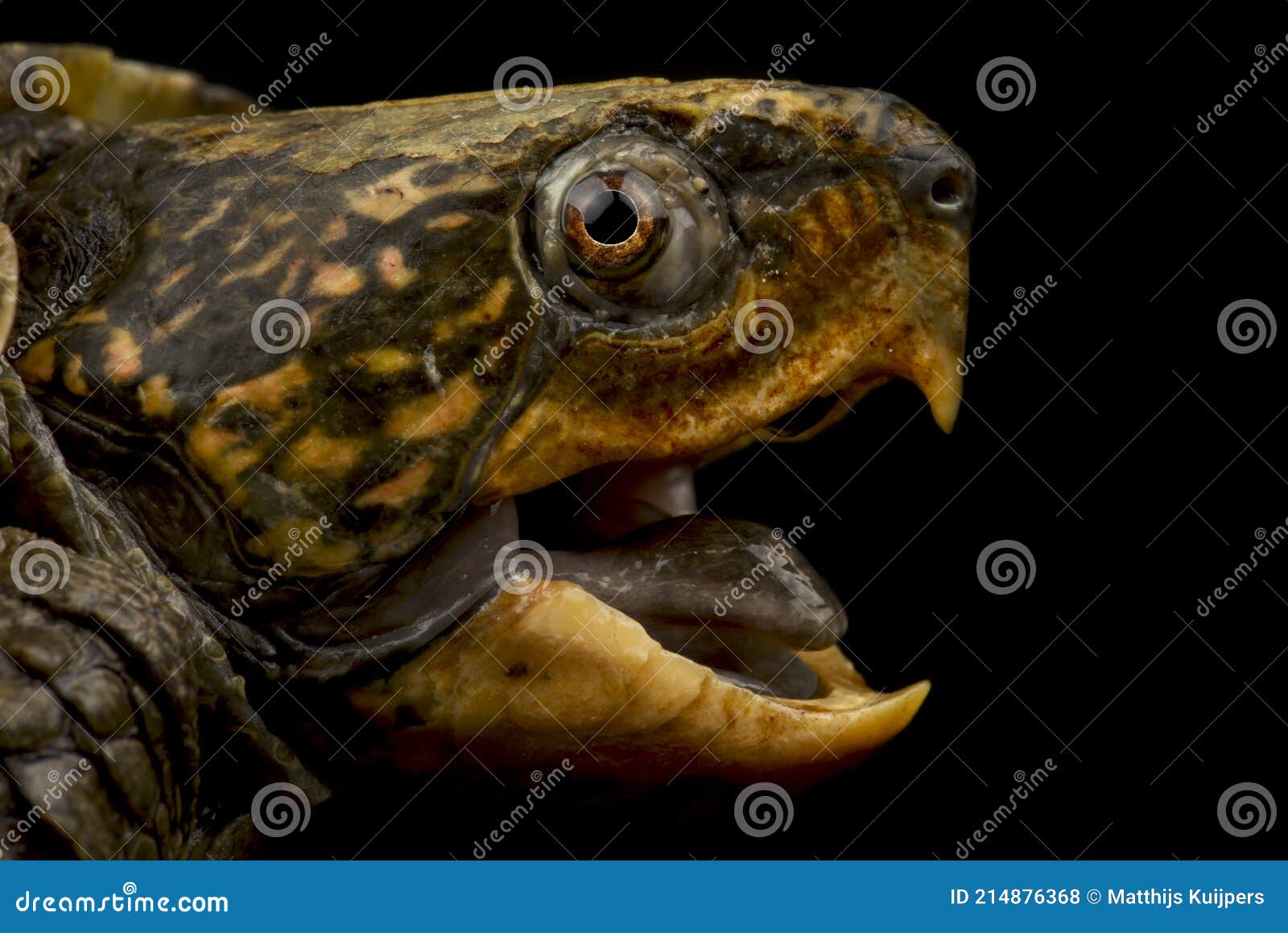 Big-headed Turtle Platysternon Megacephalum Stock Photo - Image of ... Big-headed Turtle Platysternon Megacephalum Stock Photo - Image of ...