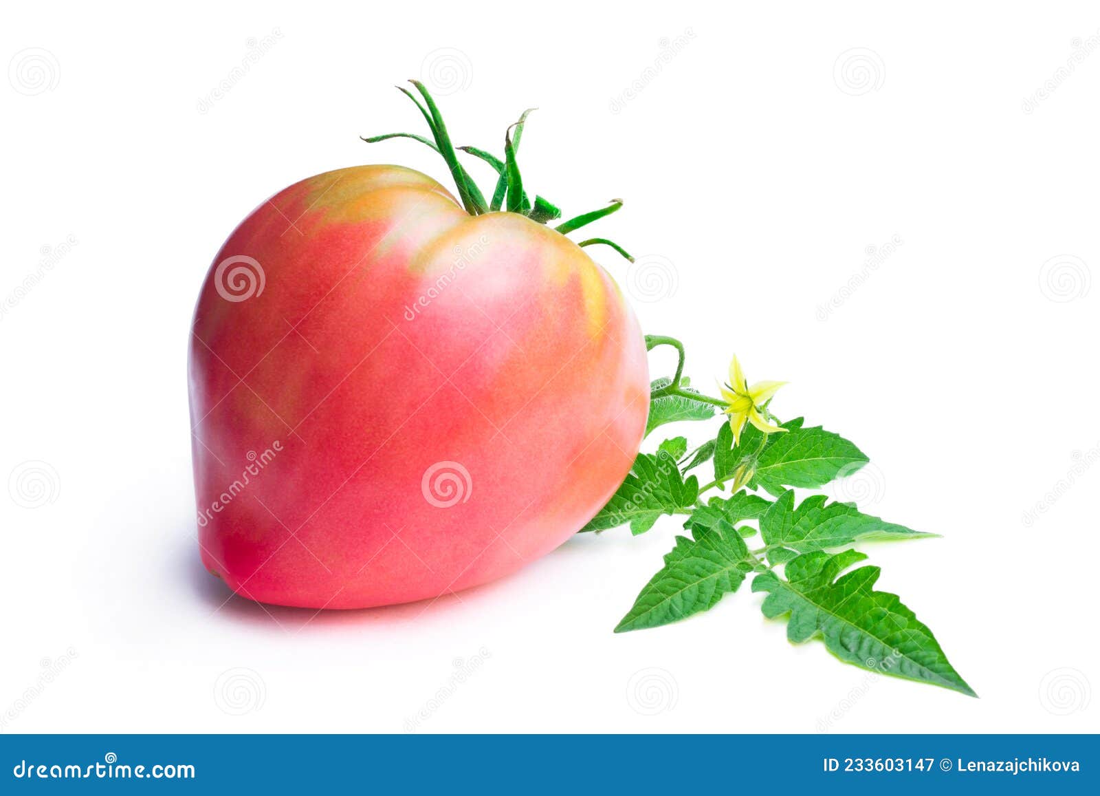 Big Heart Shaped Tomato Isolated on White Stock Image - Image of macro ...