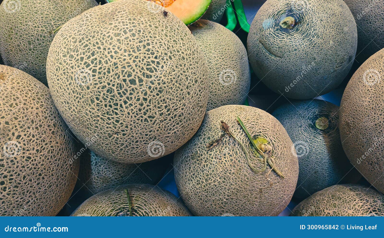 Big and heavy melon fruit stock photo. Image of fresh - 300965842