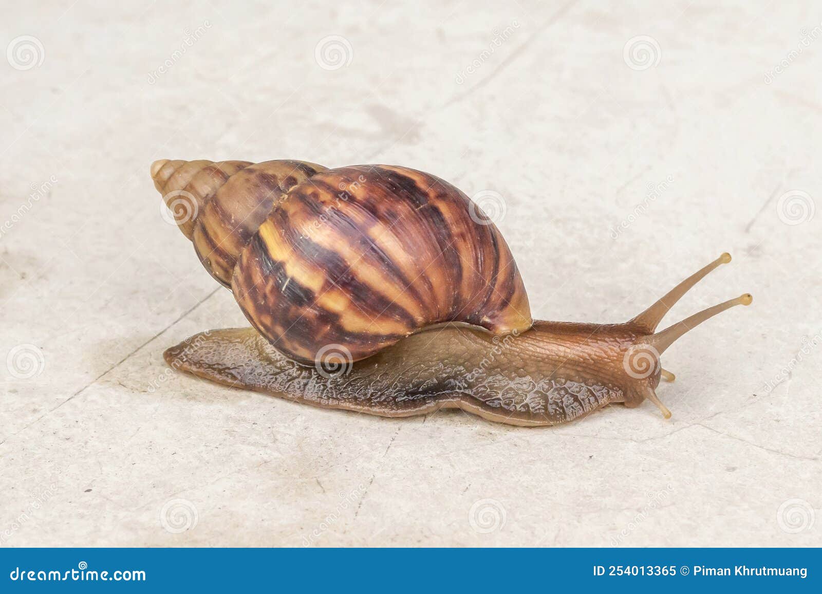Big Helix Snail on Concrete Floor Close Up Stock Image - Image of land ...