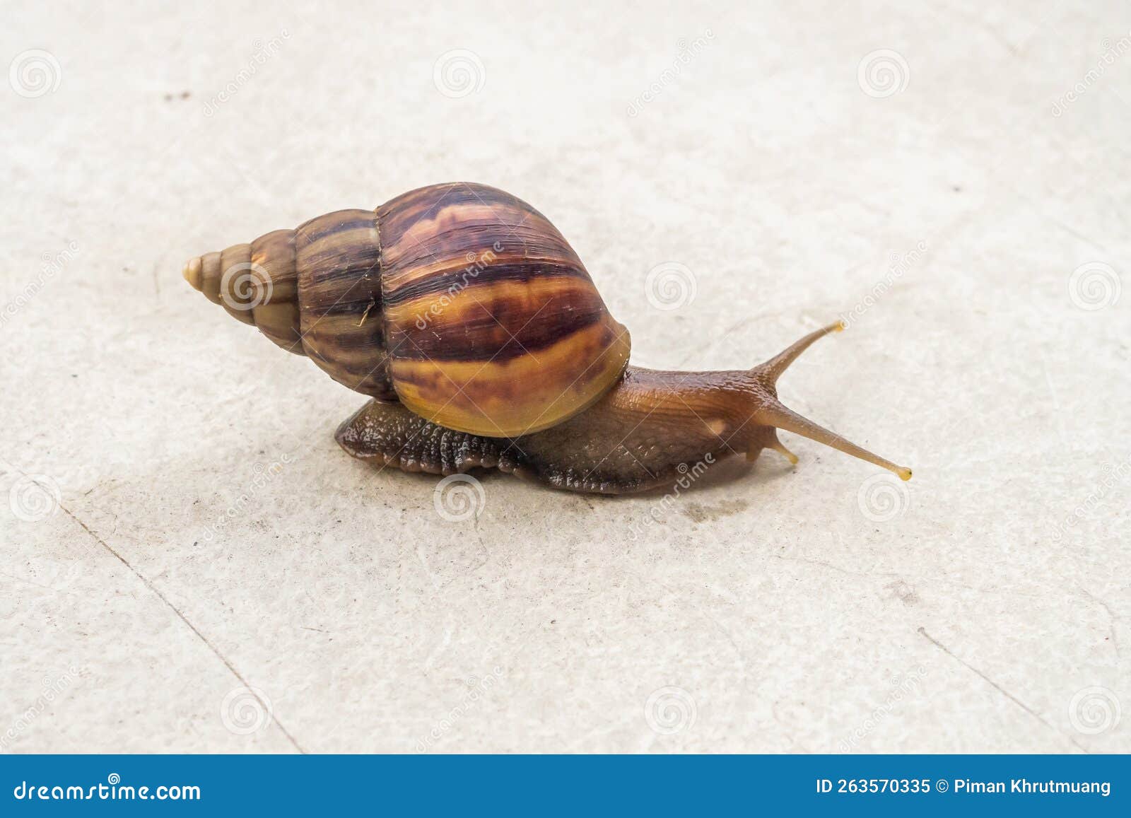Big Helix Snail on Concrete Floor Close Up Stock Image - Image of ...