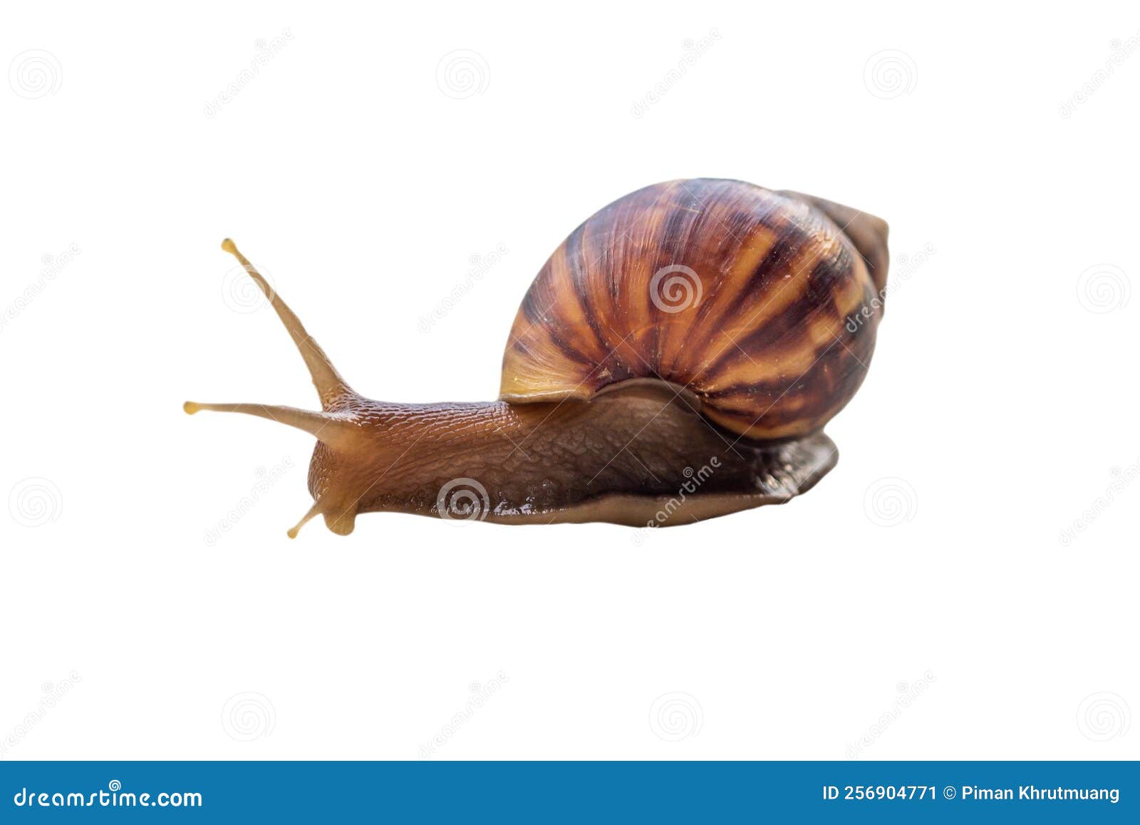 Big Helix Snail Isolated on White Background Stock Image - Image of ...