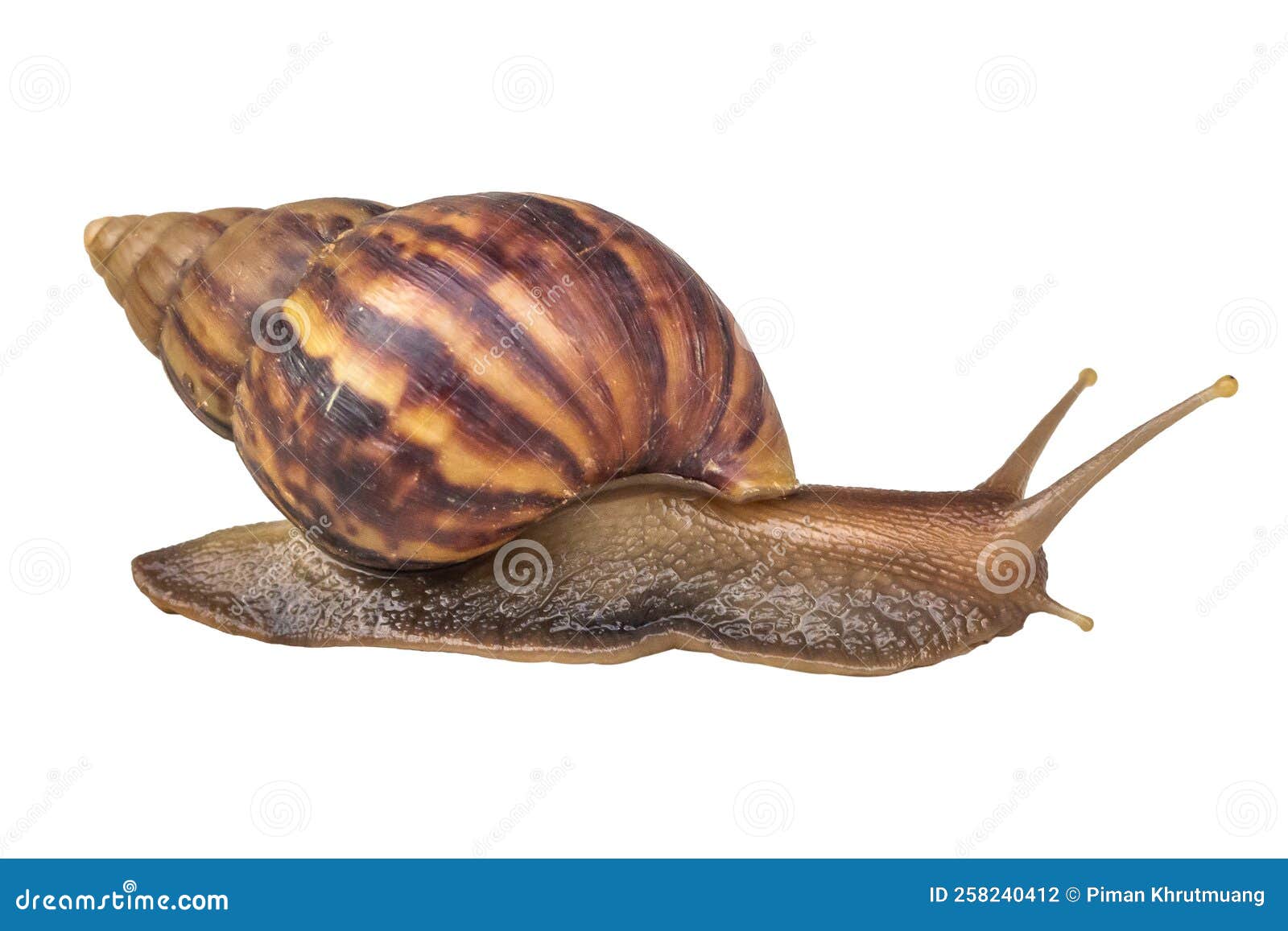 Big Helix Snail Isolated on White Background Stock Photo - Image of ...