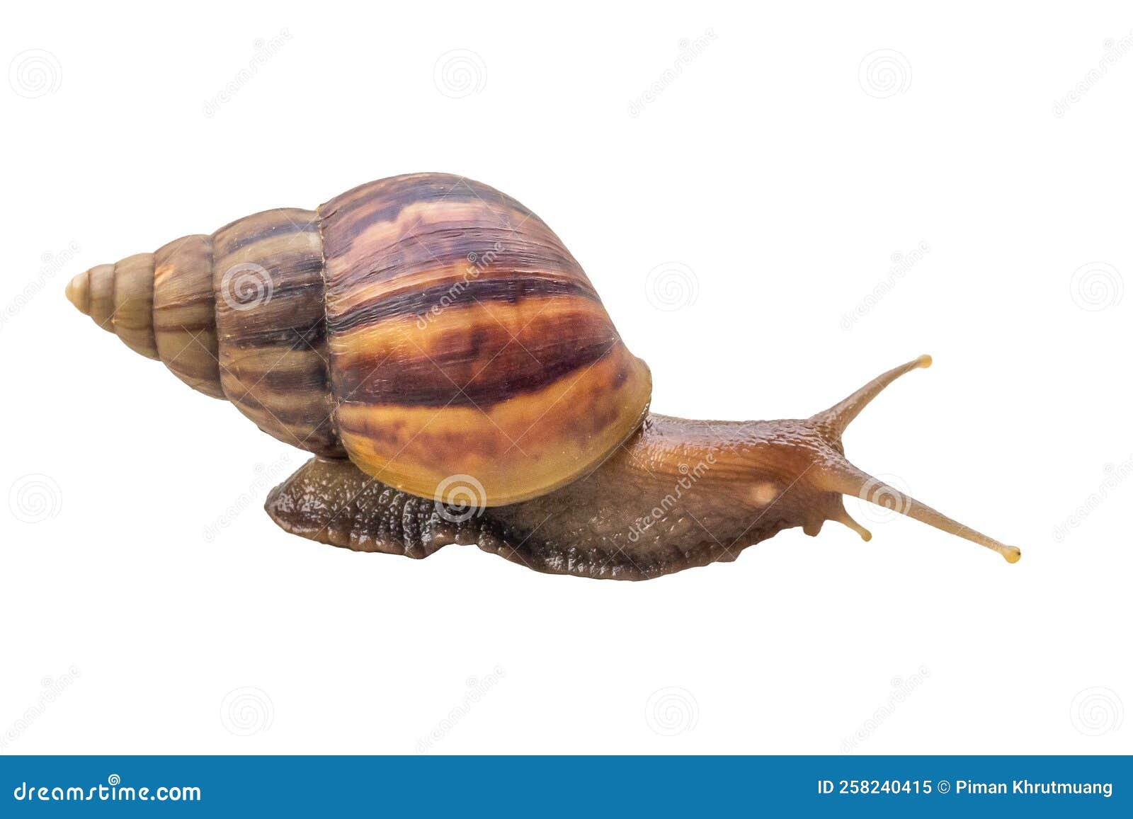 Big Helix Snail Isolated on White Background Stock Image - Image of ...