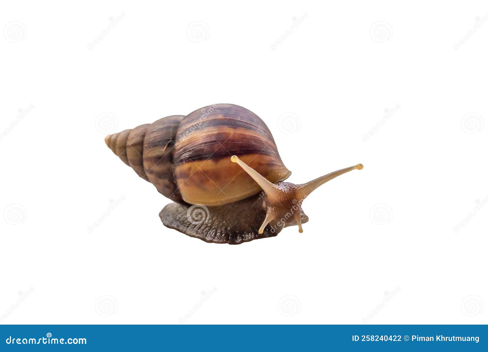 Big Helix Snail Isolated on White Background Stock Photo - Image of ...
