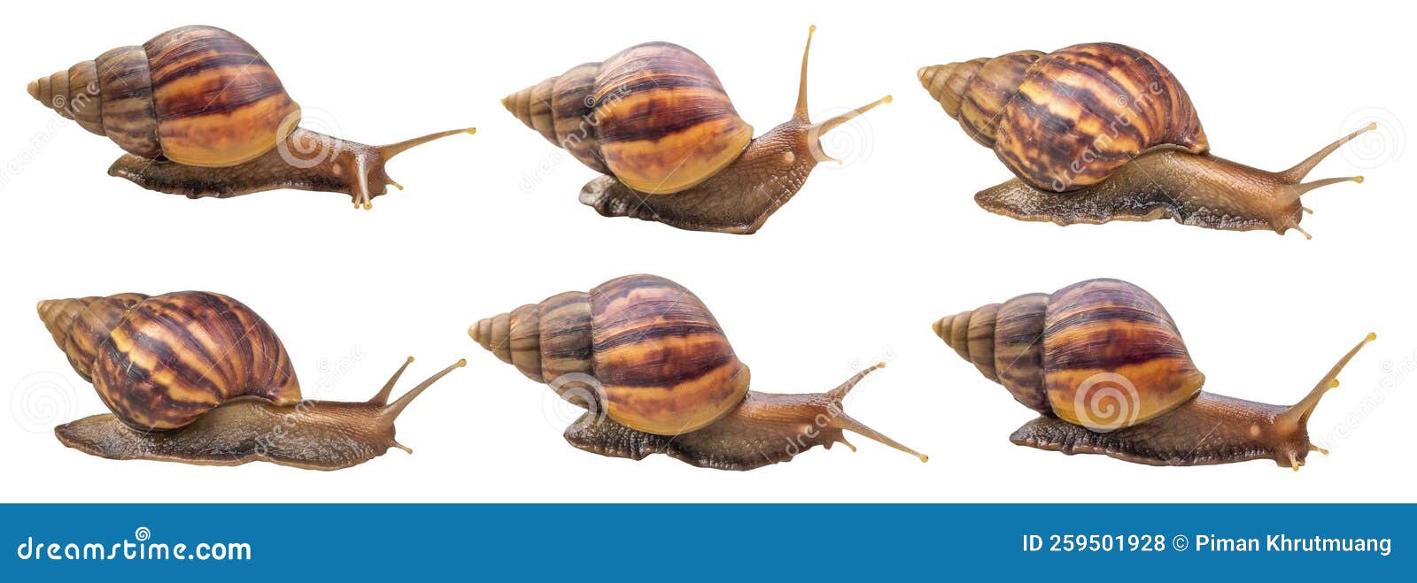 Big Helix Snail Isolated on White Background Stock Photo - Image of ...