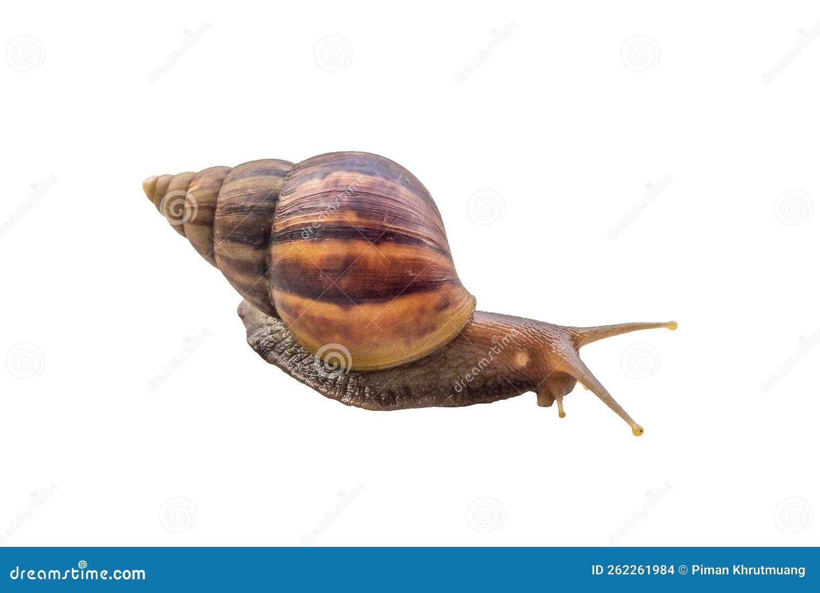 Big Helix Snail Isolated on White Background Stock Photo - Image of ...
