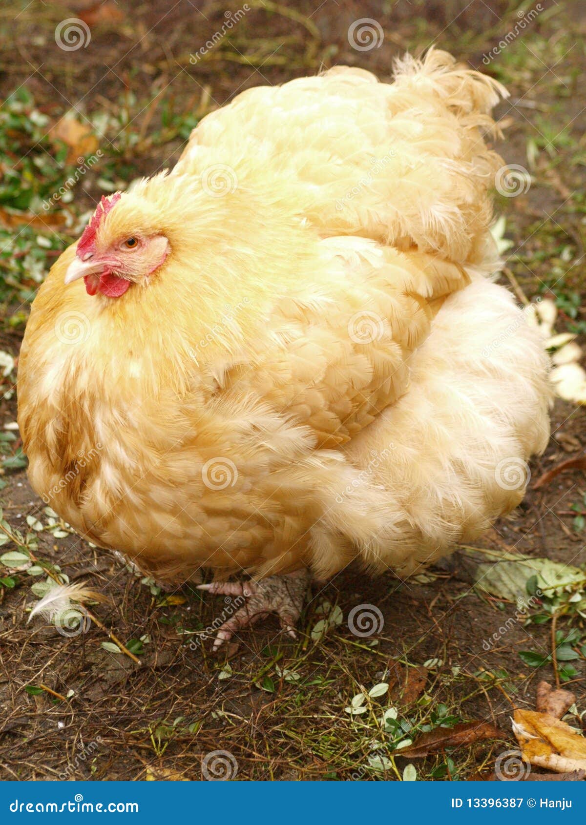 Big Hen stock image. Image of chicken, brown, nature - 13396387