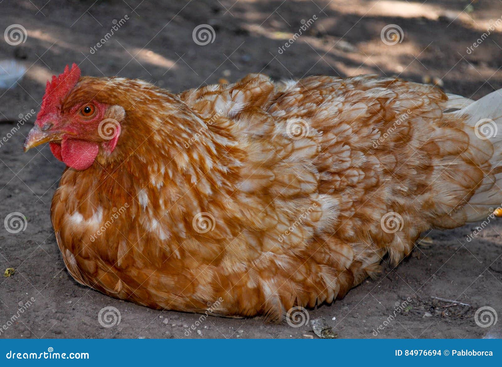Big hen with brown plumage stock photo. Image of animal - 84976694
