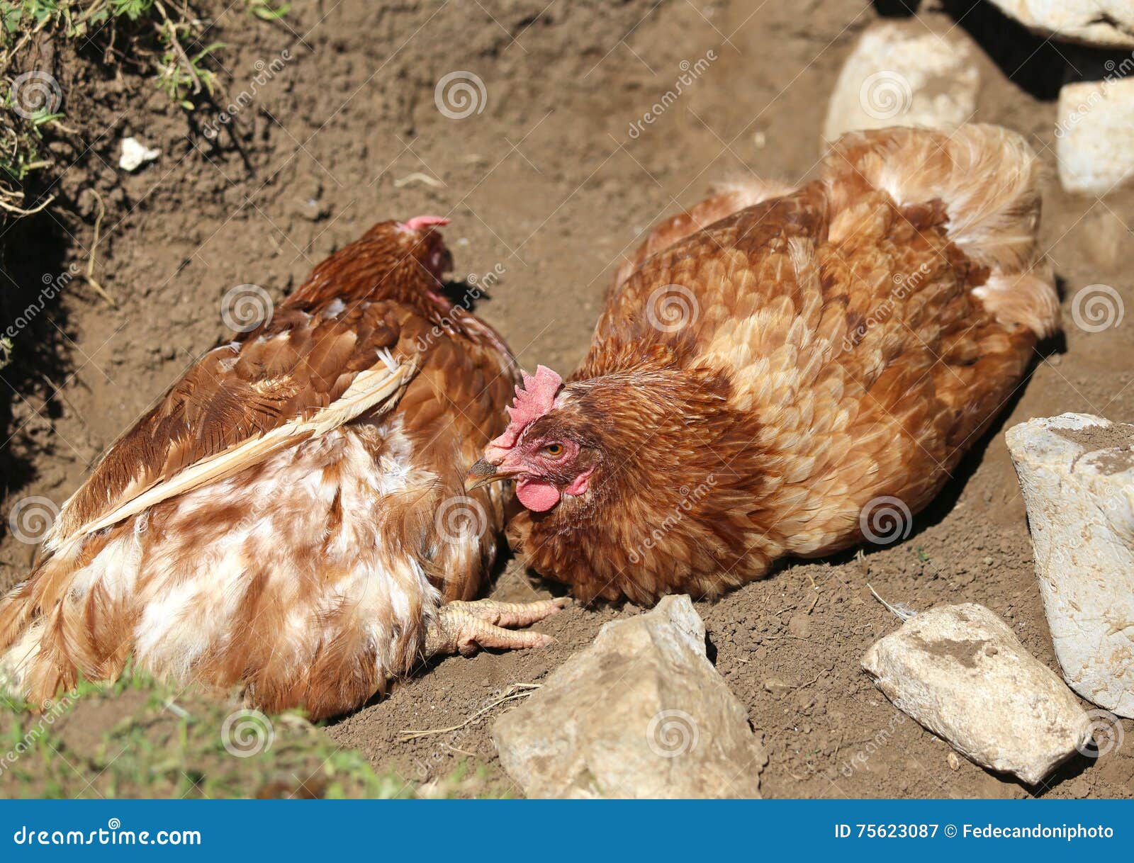 Big Hen with Brown Plumage and Hatching Eggs Stock Image - Image of ...
