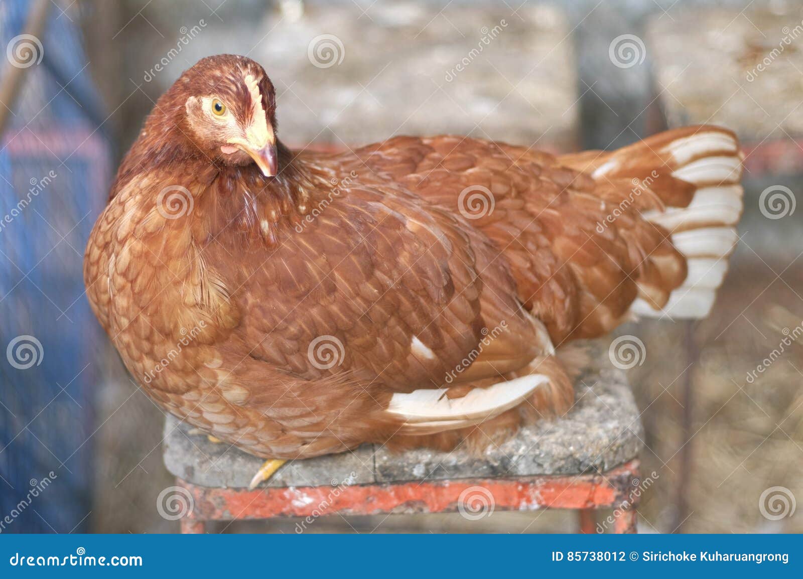 Big Hen stock photo. Image of garden, bird, brown, chicken - 85738012