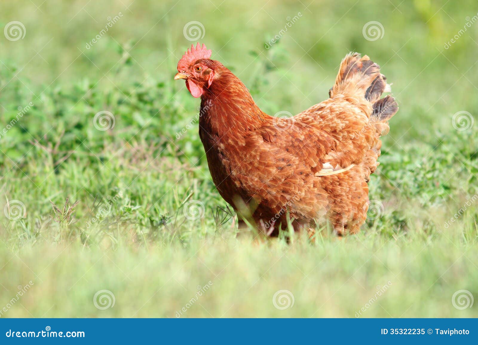 Big hen in the green turf stock image. Image of alive - 35322235