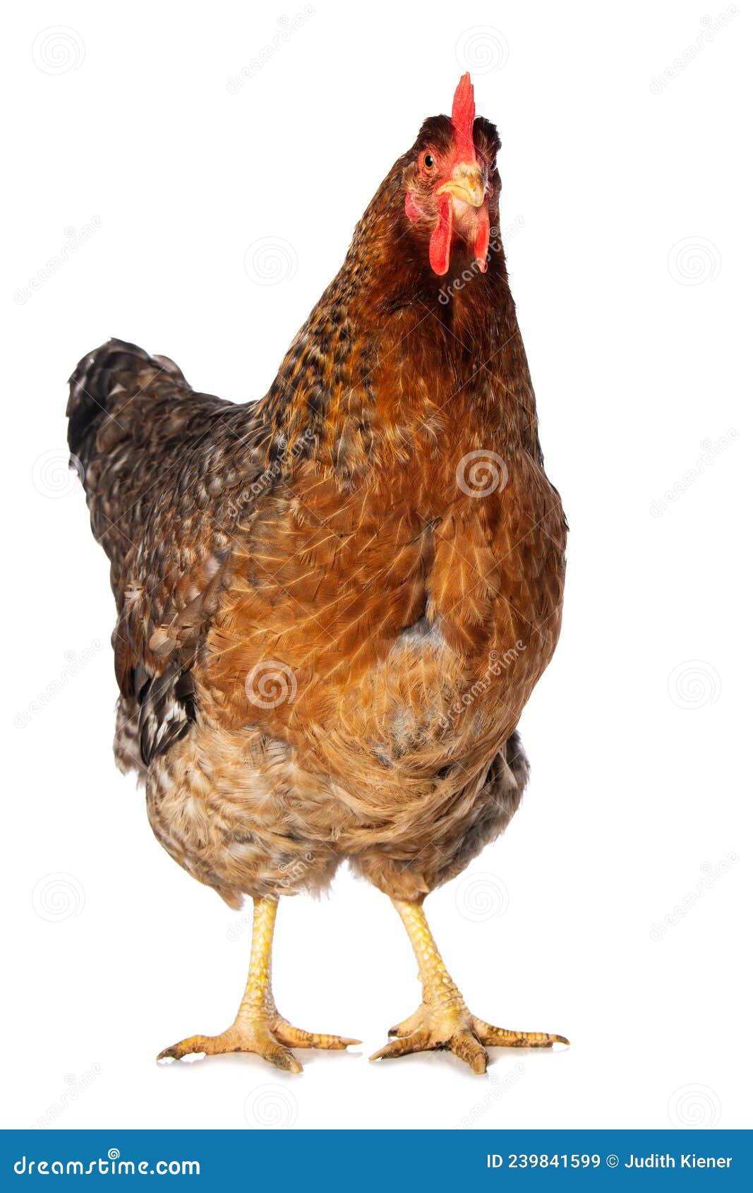 Big hen isolated on white stock image. Image of farm - 239841599