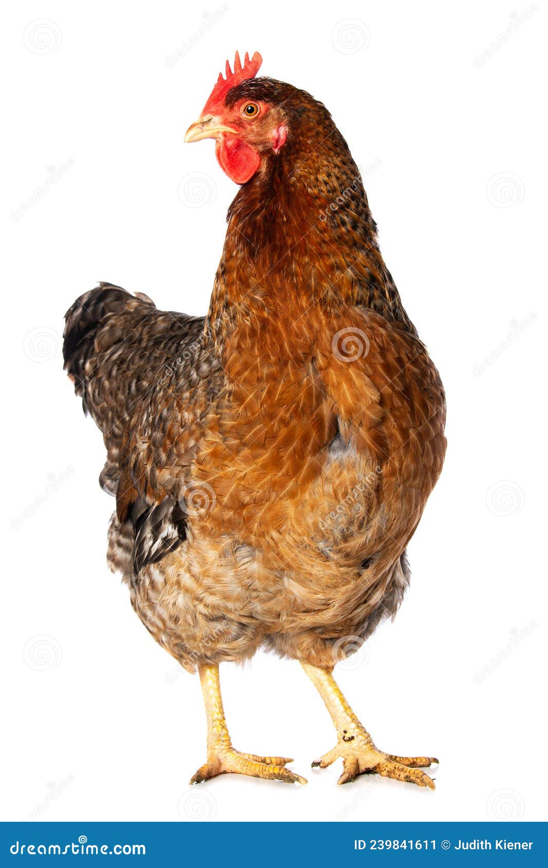 Big hen isolated on white stock image. Image of livestock - 239841611