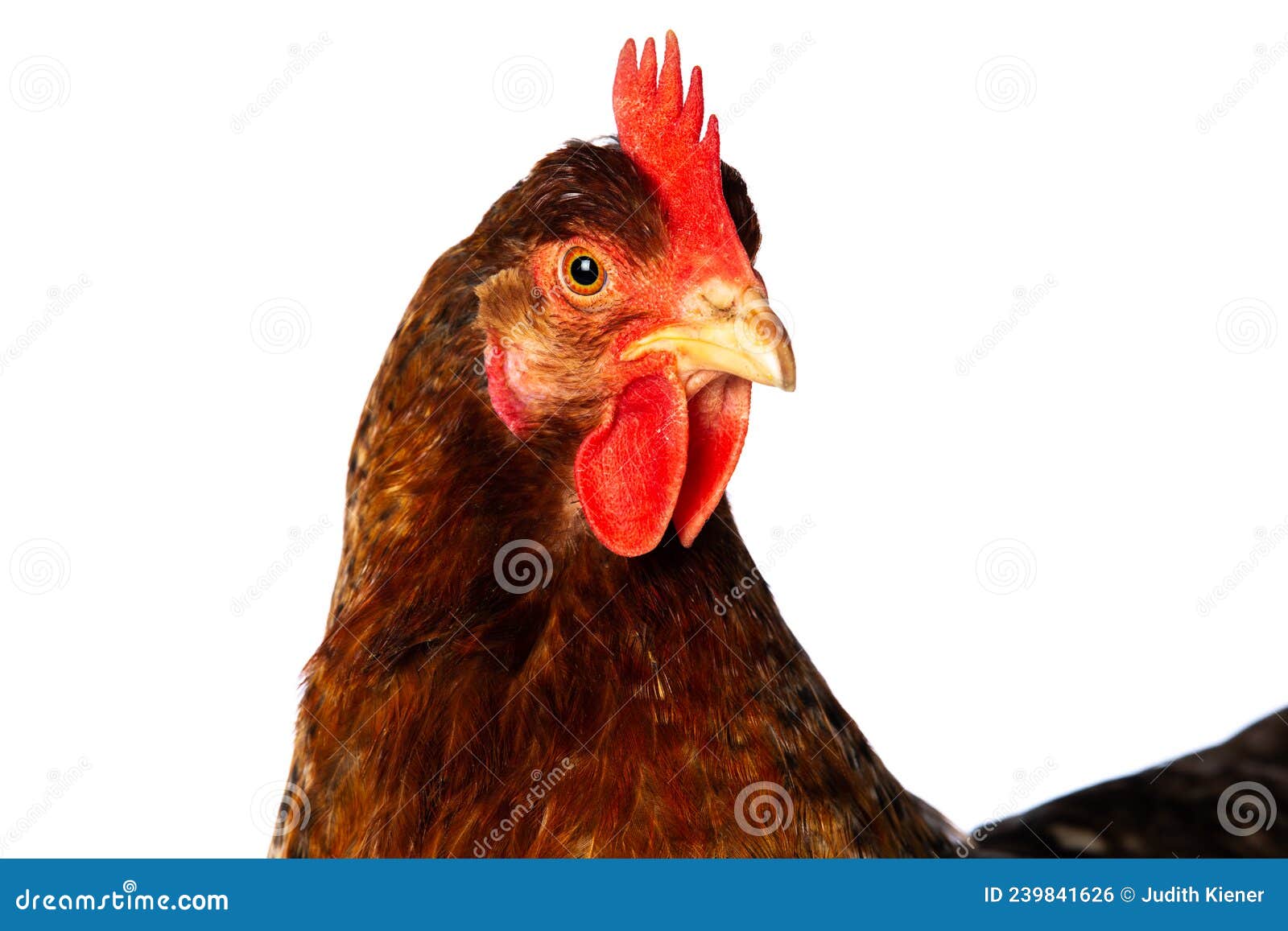 Big hen isolated on white stock photo. Image of farm - 239841626