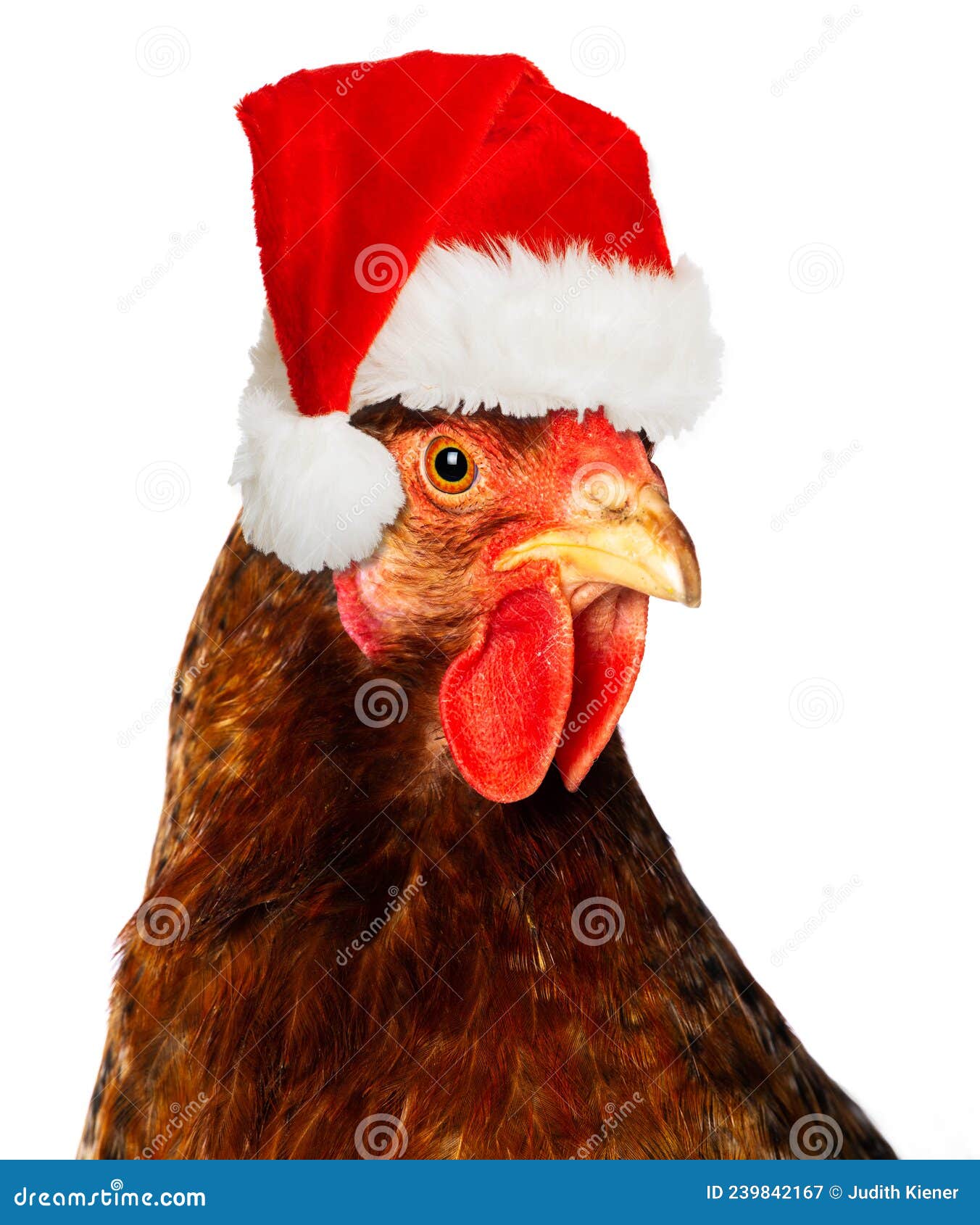 Hen with Santa Hat Isolated on White Stock Image - Image of christmas ...