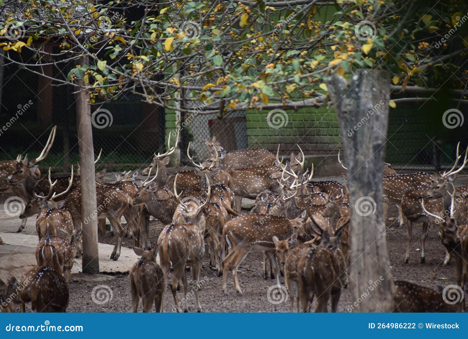 Big Herd of Northern Spotted Deer in the Zoo Stock Photo - Image of ...