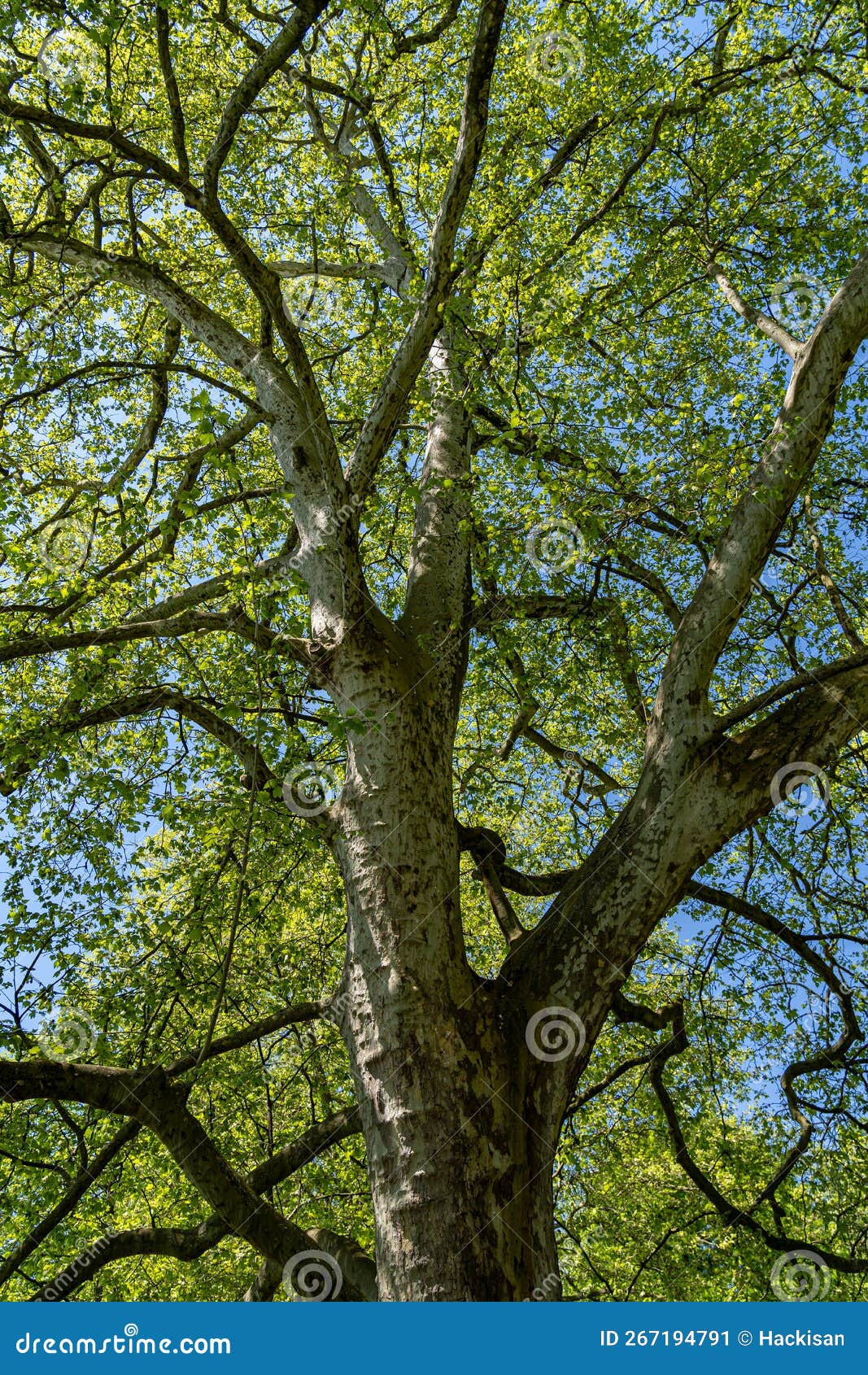 Big and High Crown of the Green Tree Stock Image - Image of green, blue ...