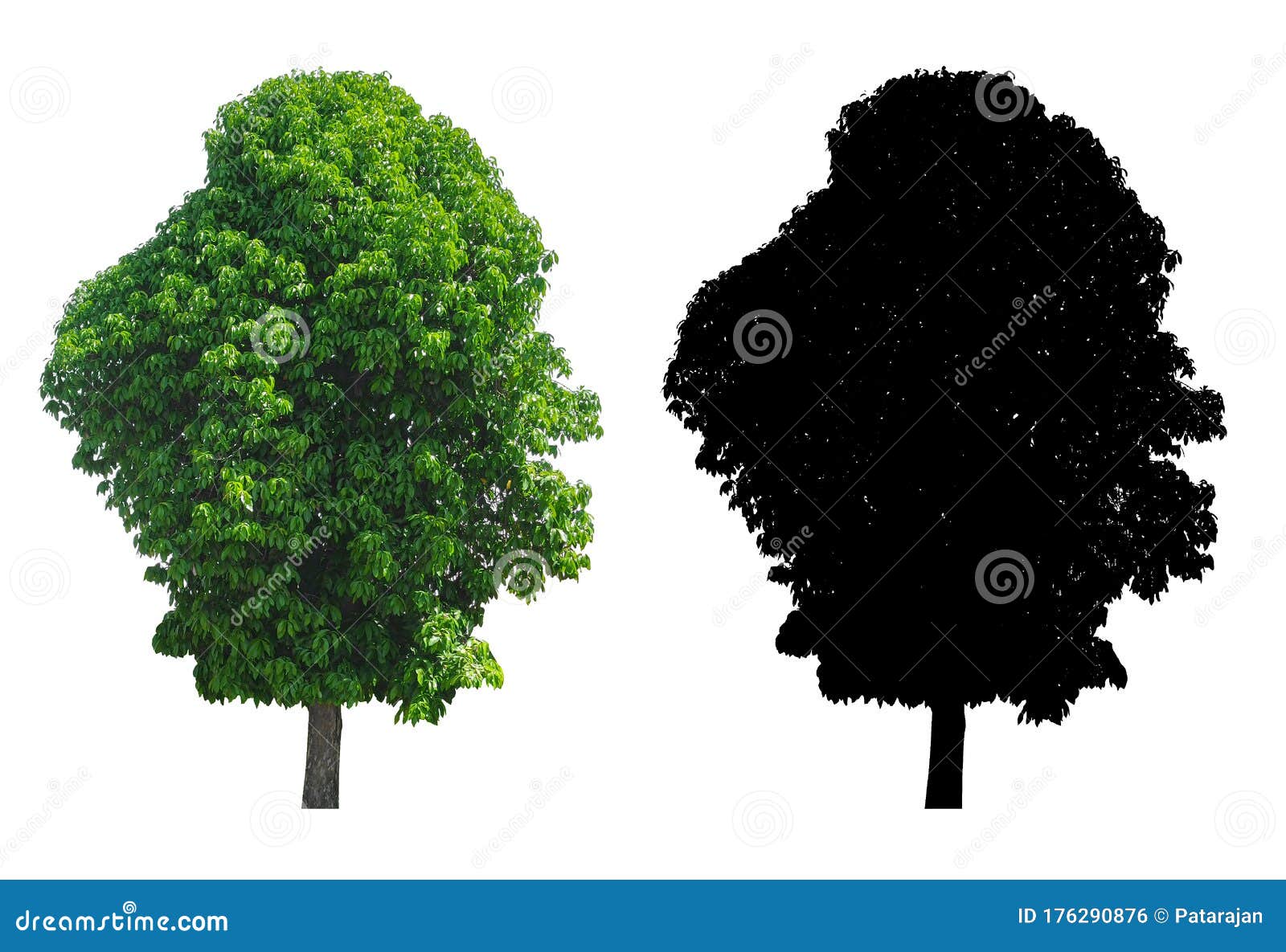 A Big High Green Leaves Tree with Black Alpha Mask Isolated on White ...
