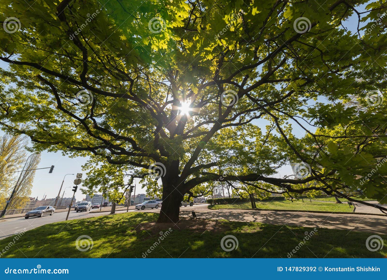 A Big High Tree in a Day Light Stock Photo - Image of morning, nature ...