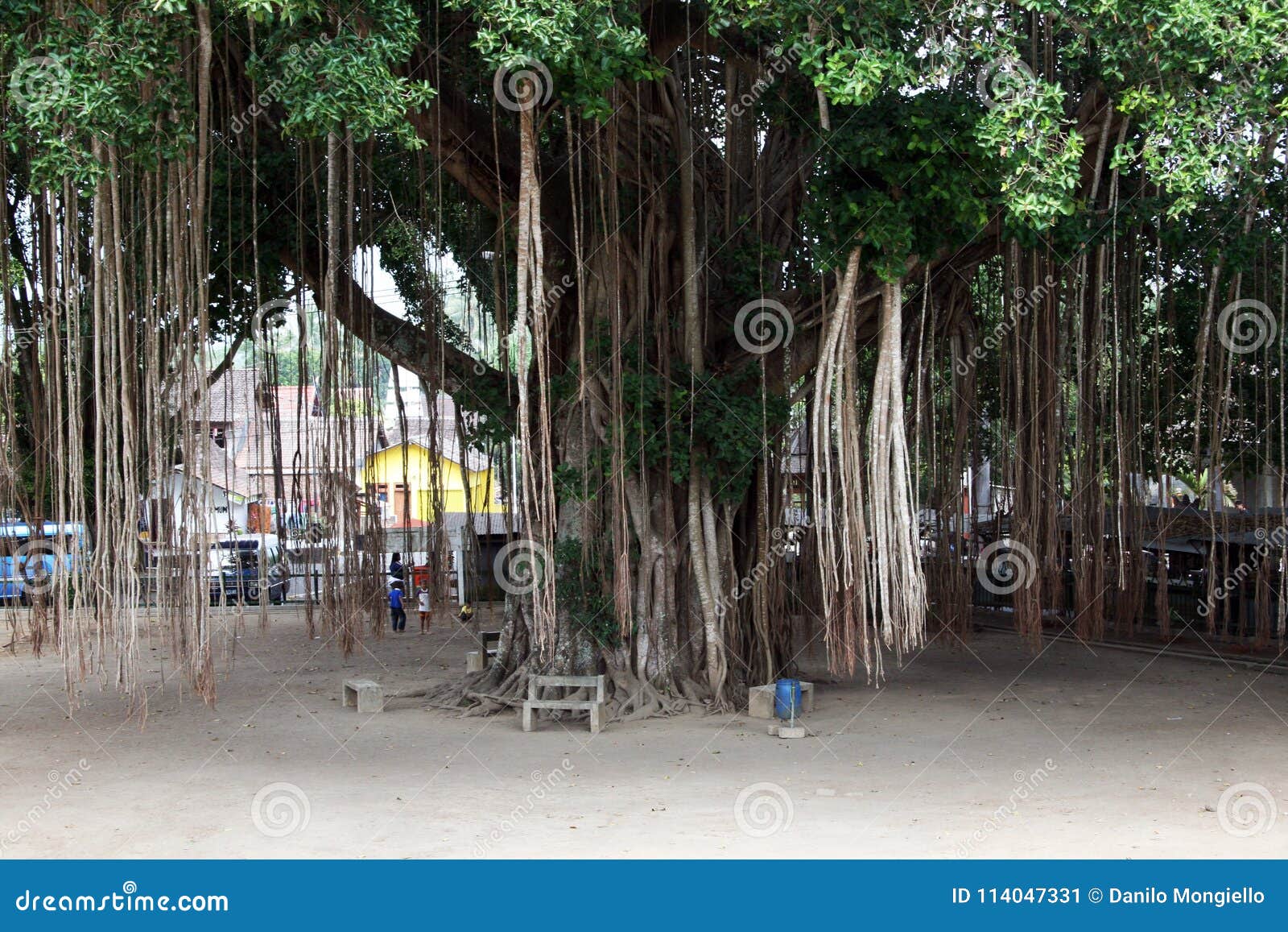Mandut tree fig editorial photo. Image of hindus, tree - 114047331