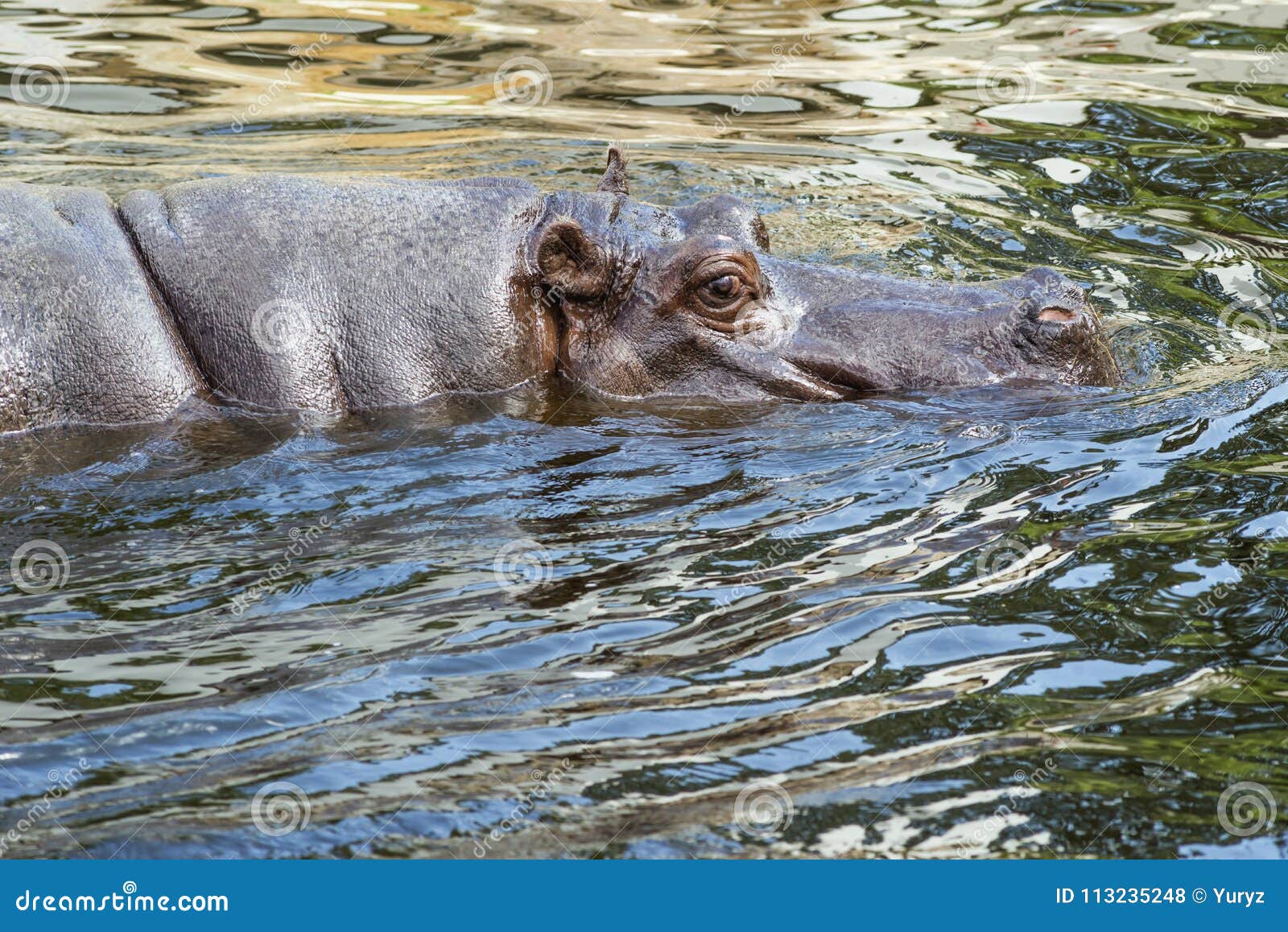 Hippo Floating In Water, Hippopotamus Floating On The River, Focused On ...