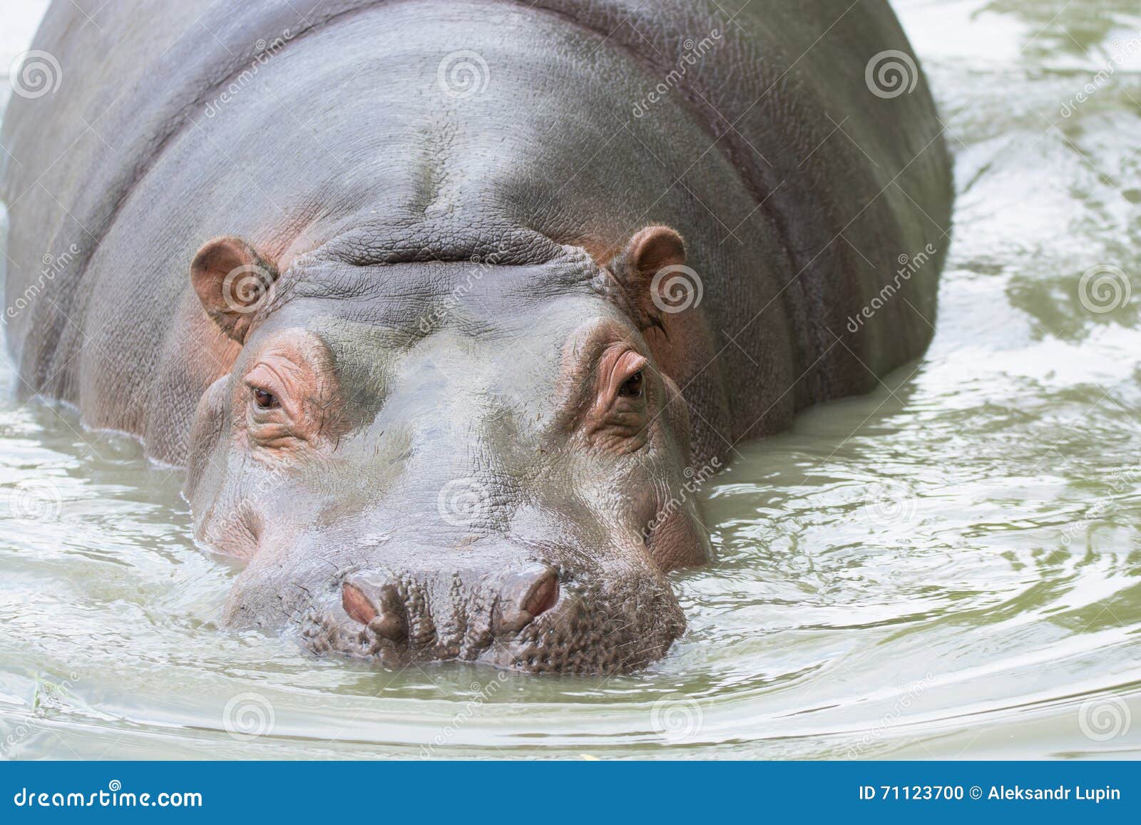 Hippo Floats In Water Stock Photography | CartoonDealer.com #165354986