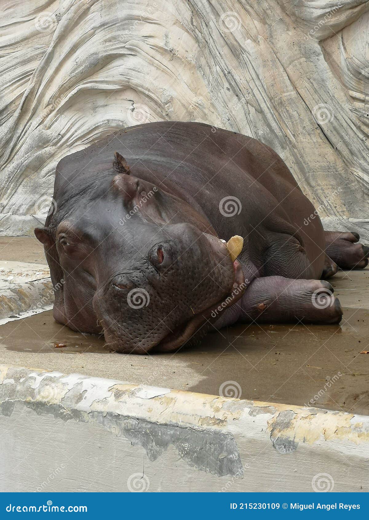 Big Hippo Laying at Tokyo Zoo Stock Image - Image of mammal, japan ...