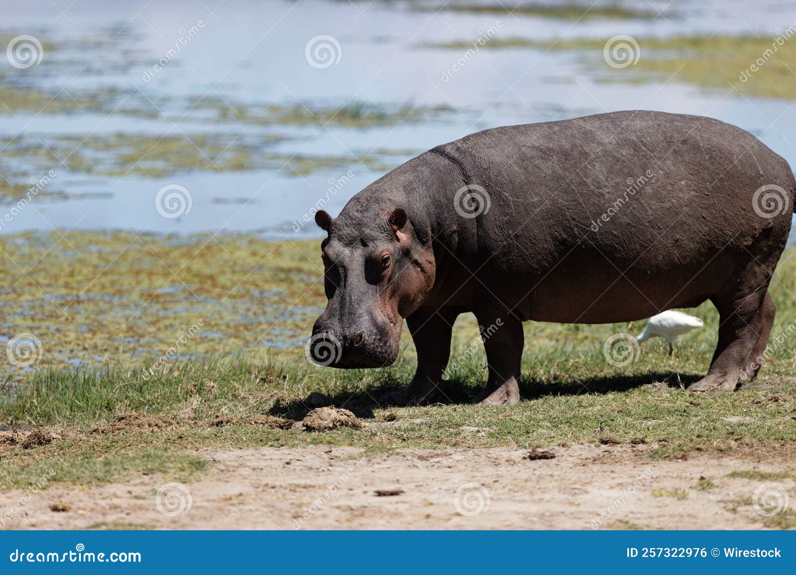 Big Hippo Out of Water Next To a Lake Stock Photo - Image of wallpaper ...
