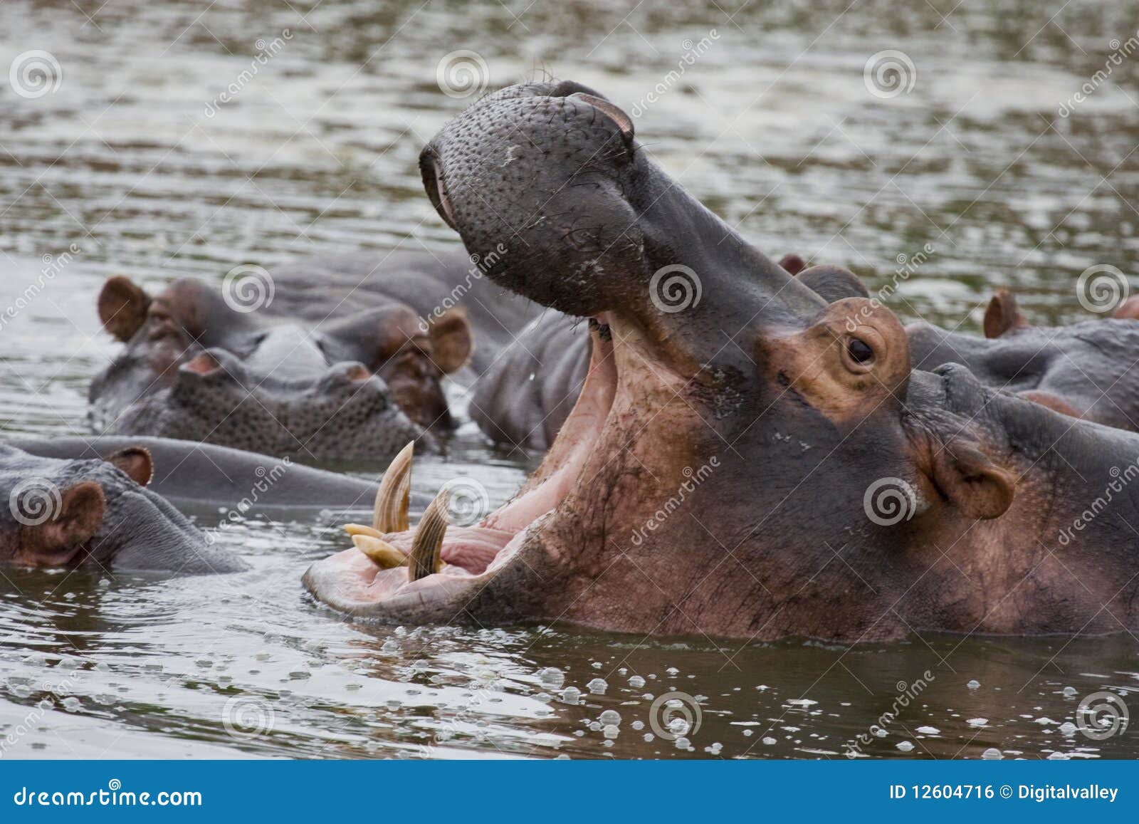 Big Hippo Teeth stock photo. Image of mammal, teeth, torso - 12604716