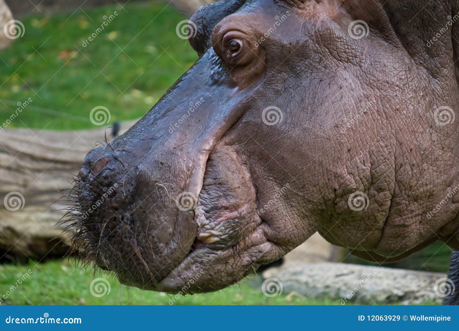 Big hippopotamus stock image. Image of mouth, play, dentist - 12063929