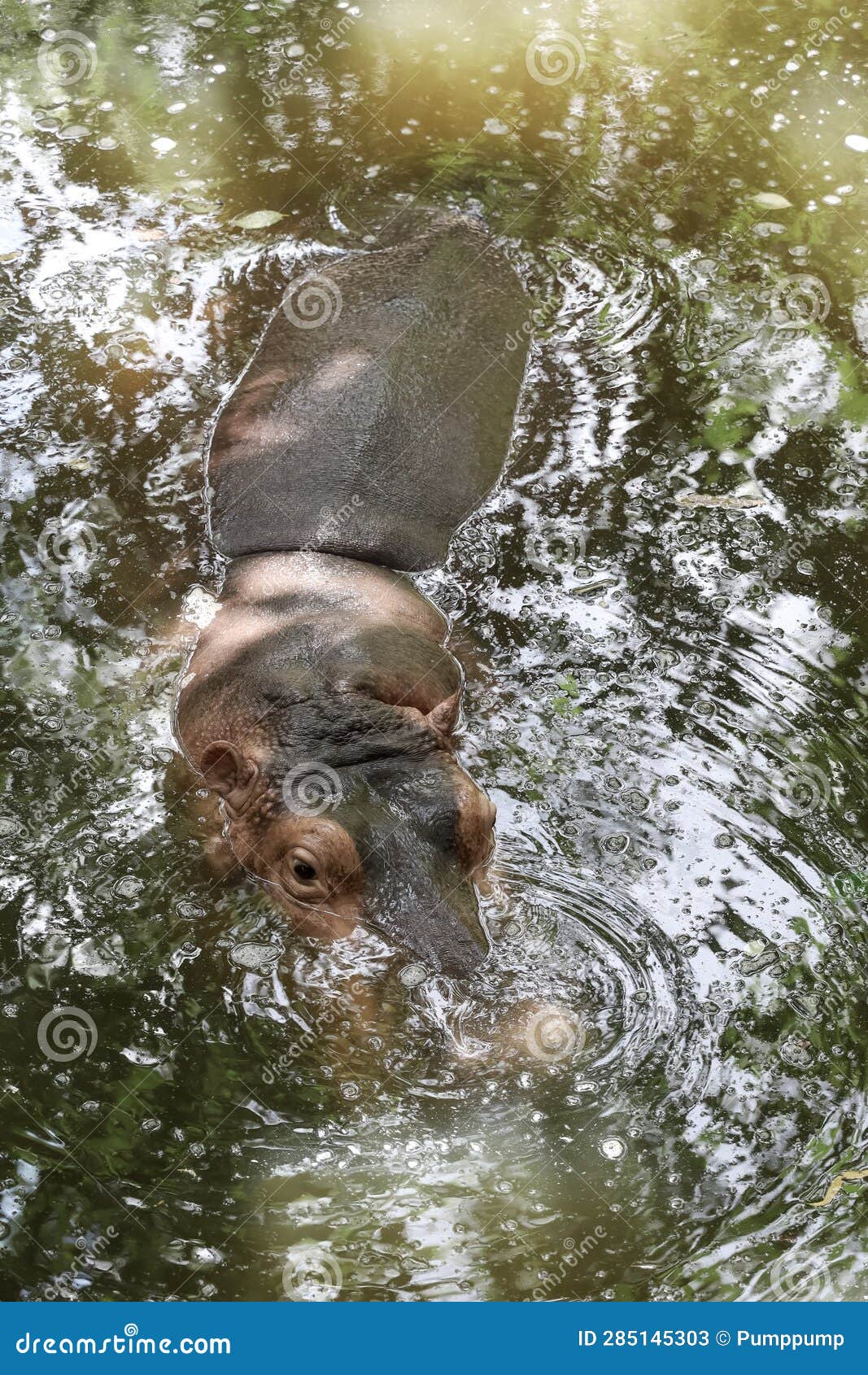 The Big Hippopotamus is Float in River Stock Image - Image of hungry ...