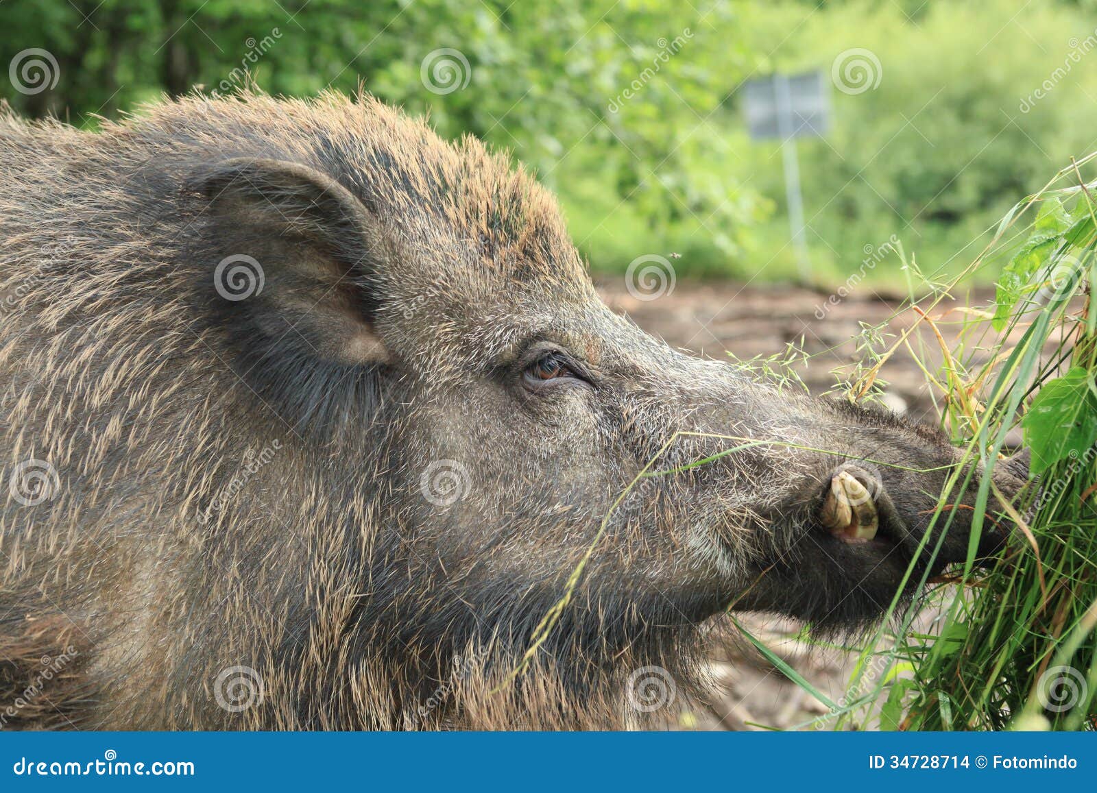 Big hog eating stock photo. Image of boar, baby, nature - 34728714